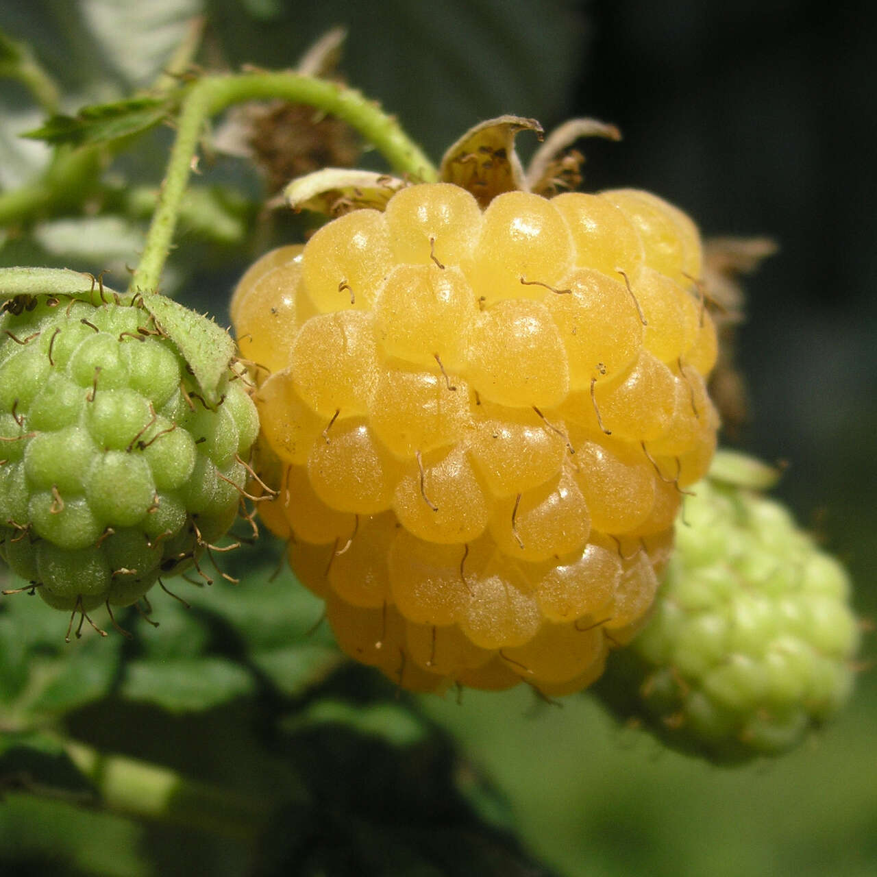 Gelbe Himbeere - Rubus idaeus 'Golden Everest' - weiß