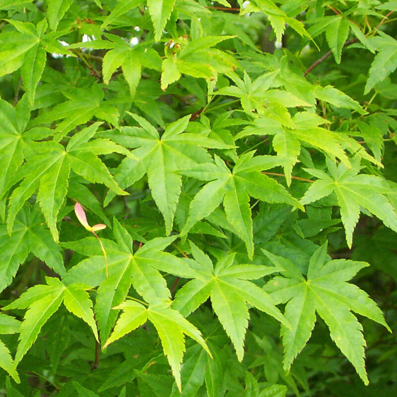 Japanischer Fächerahorn - Acer palmatum