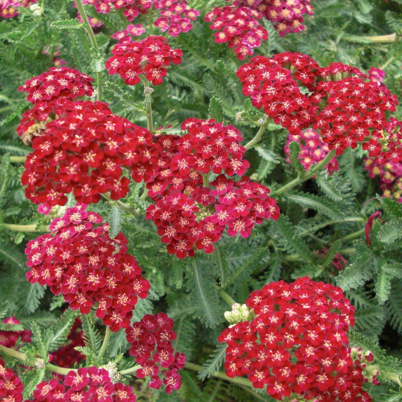 Schafgarbe - Achillea millefolium 'Red Velvet' - rot