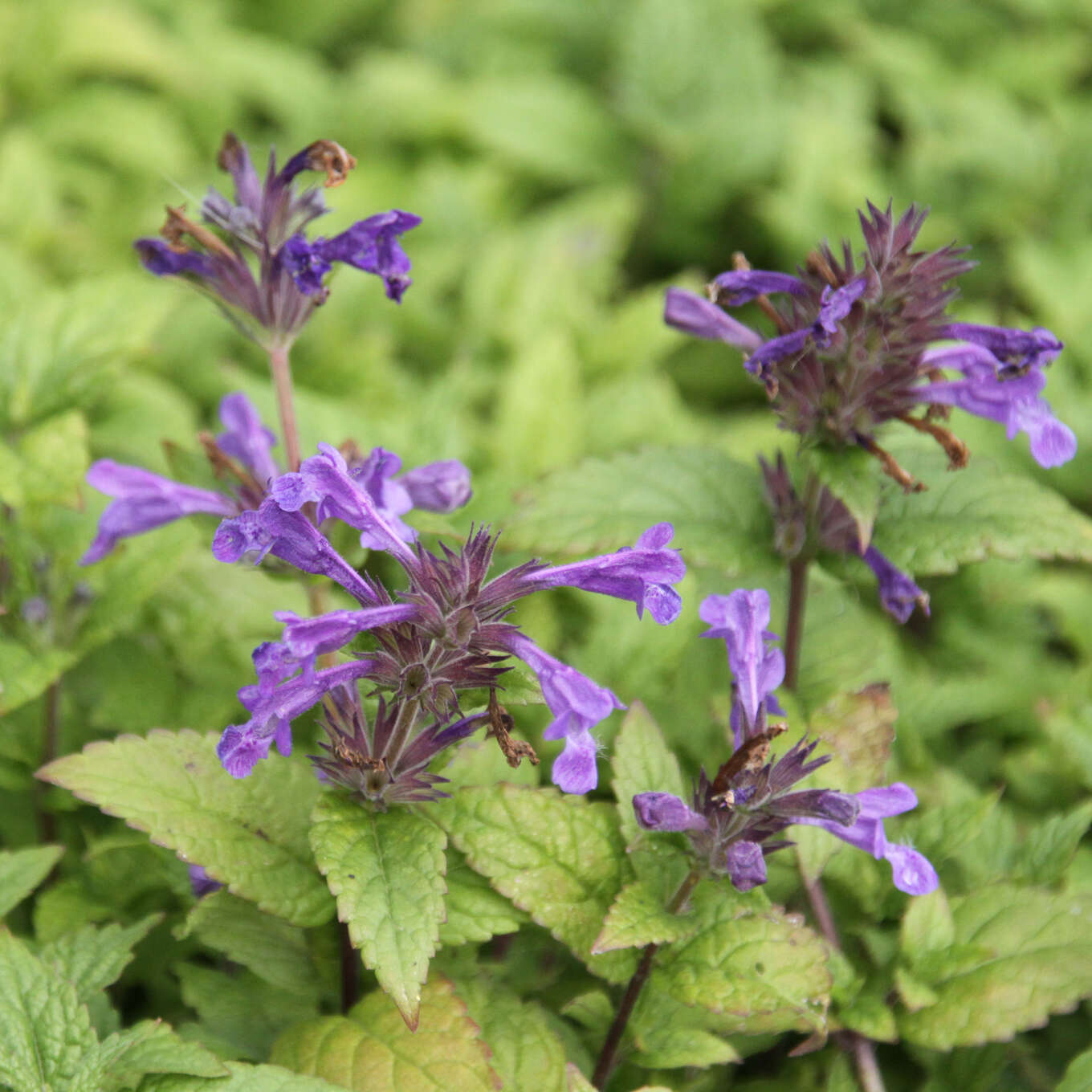 Katzenminze - Nepeta nervosa 'Neptun' - blau