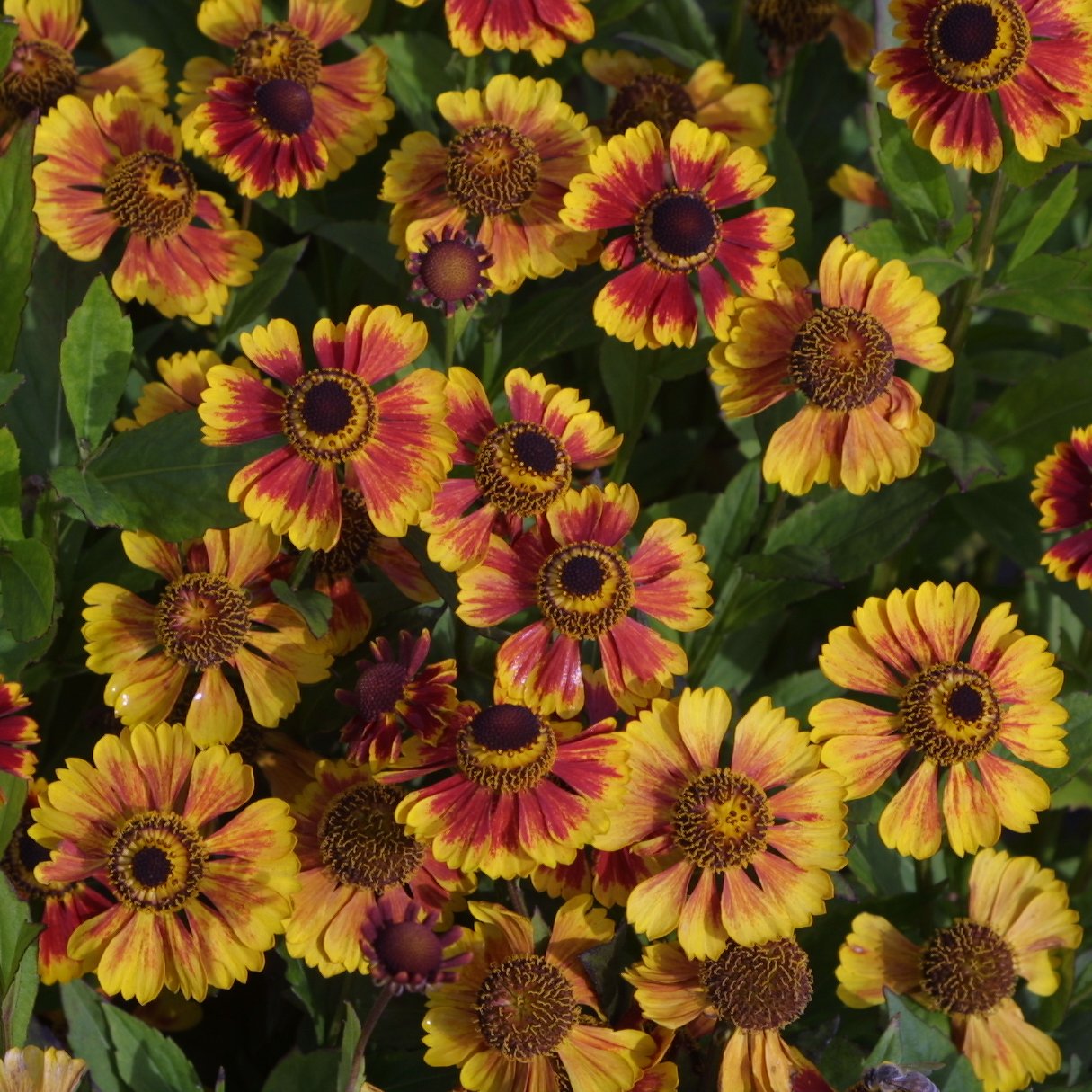 Sonnenbraut - Helenium 'Biedermeier' - gelb, rot, mehrfärbig
