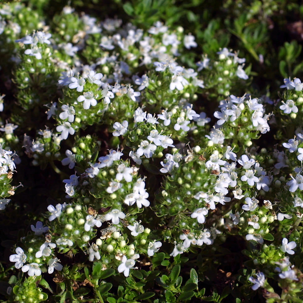 Thymian - Thymus praecox 'Albiflorus' - weiß