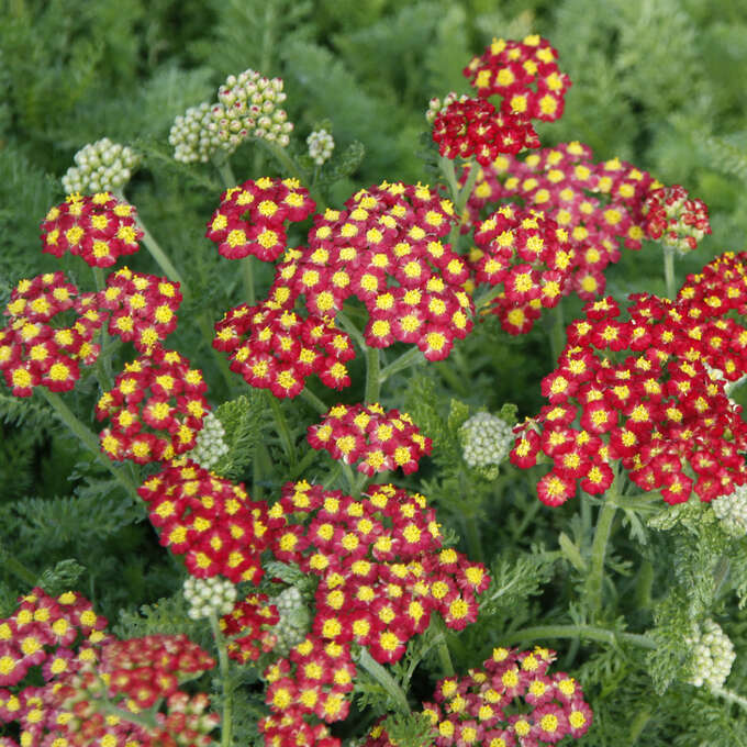 Schafgarbe - Achillea millefolium 'Red Desert Eve' - rot