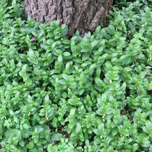 Zwerg-Salomonssiegel - Polygonatum humile - weiß