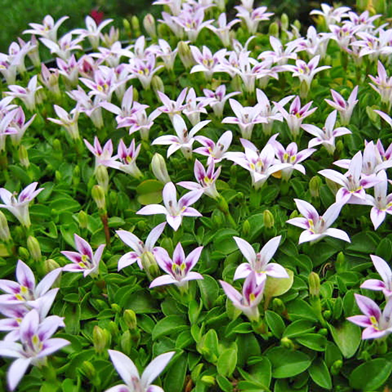 Scheinglockenblume, Rosensternchen - Hypsela reniformis - rosaweiße ...