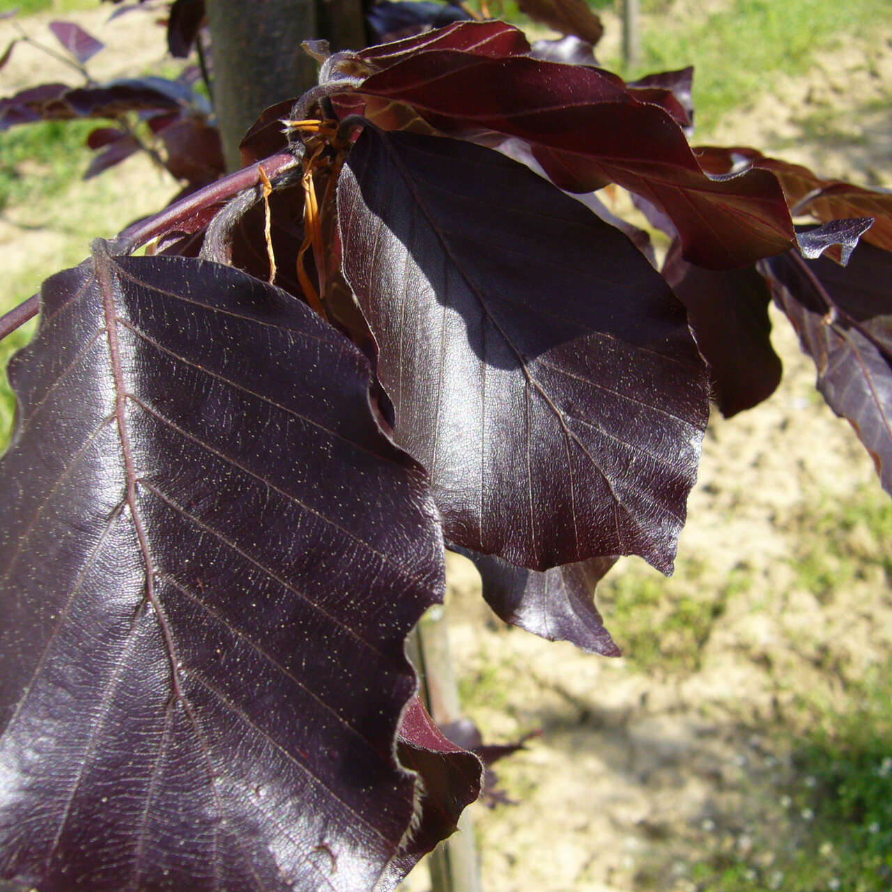 Veredelte Blutbuche - Fagus sylvatica 'Riversii' - rot