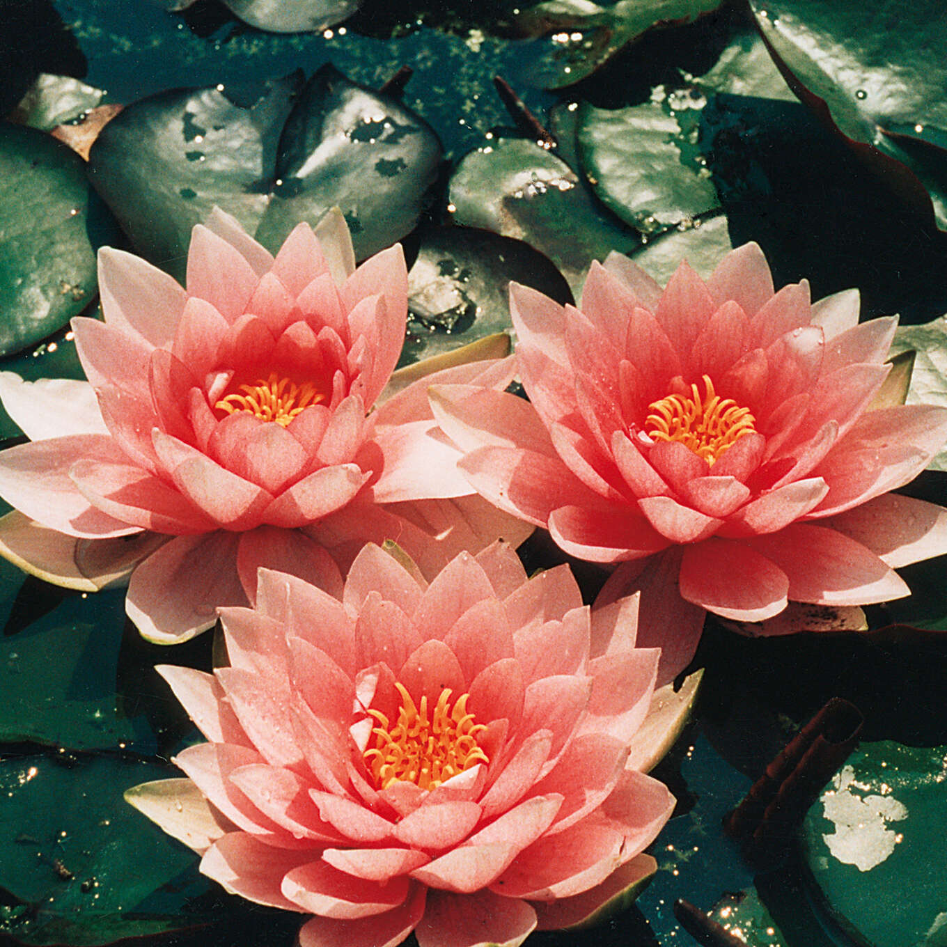 Seerose - Nymphaea 'Darwin' - rosa