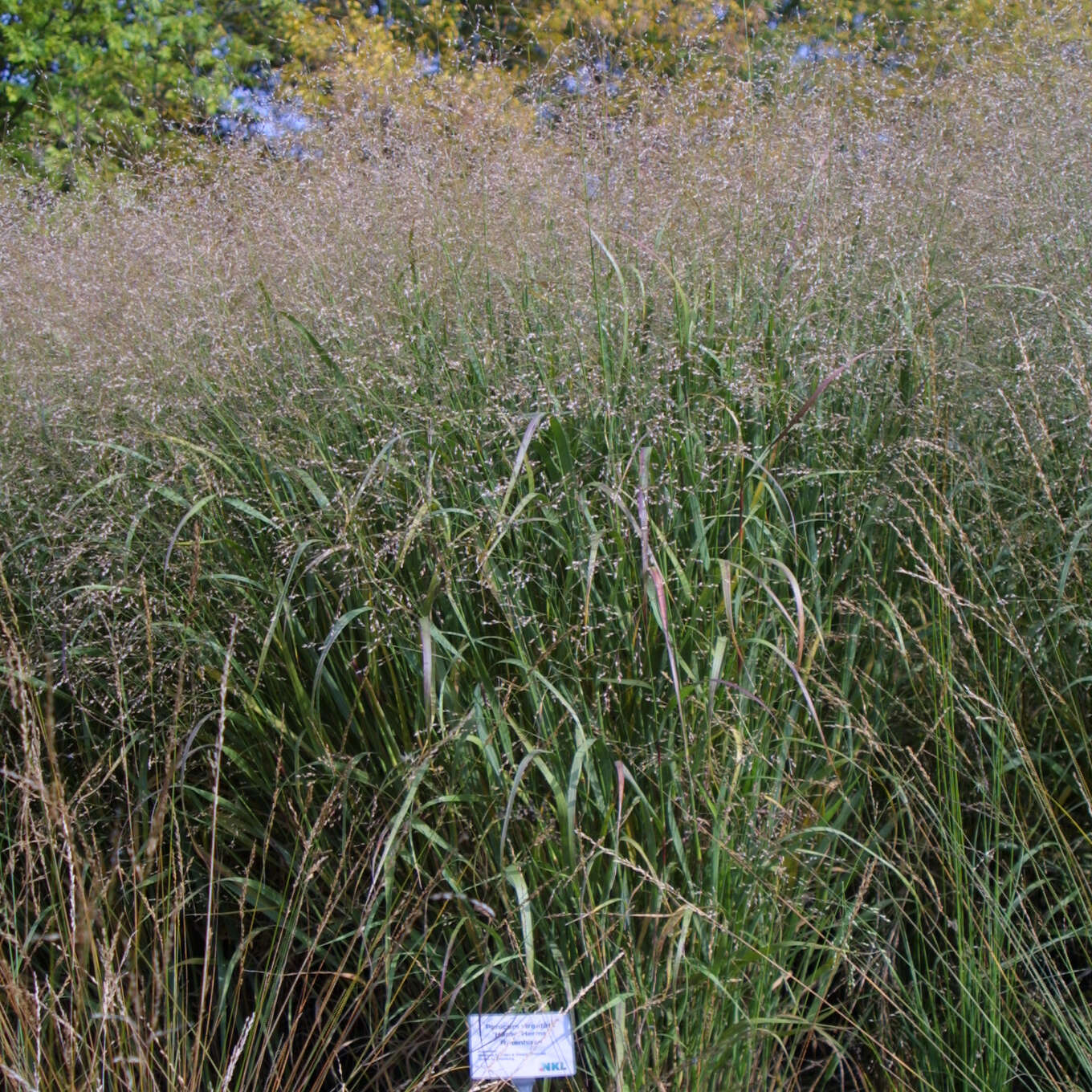 Kupferhirse - Panicum virgatum 'Hänse Herms' - sehr lockere Blütenrispen