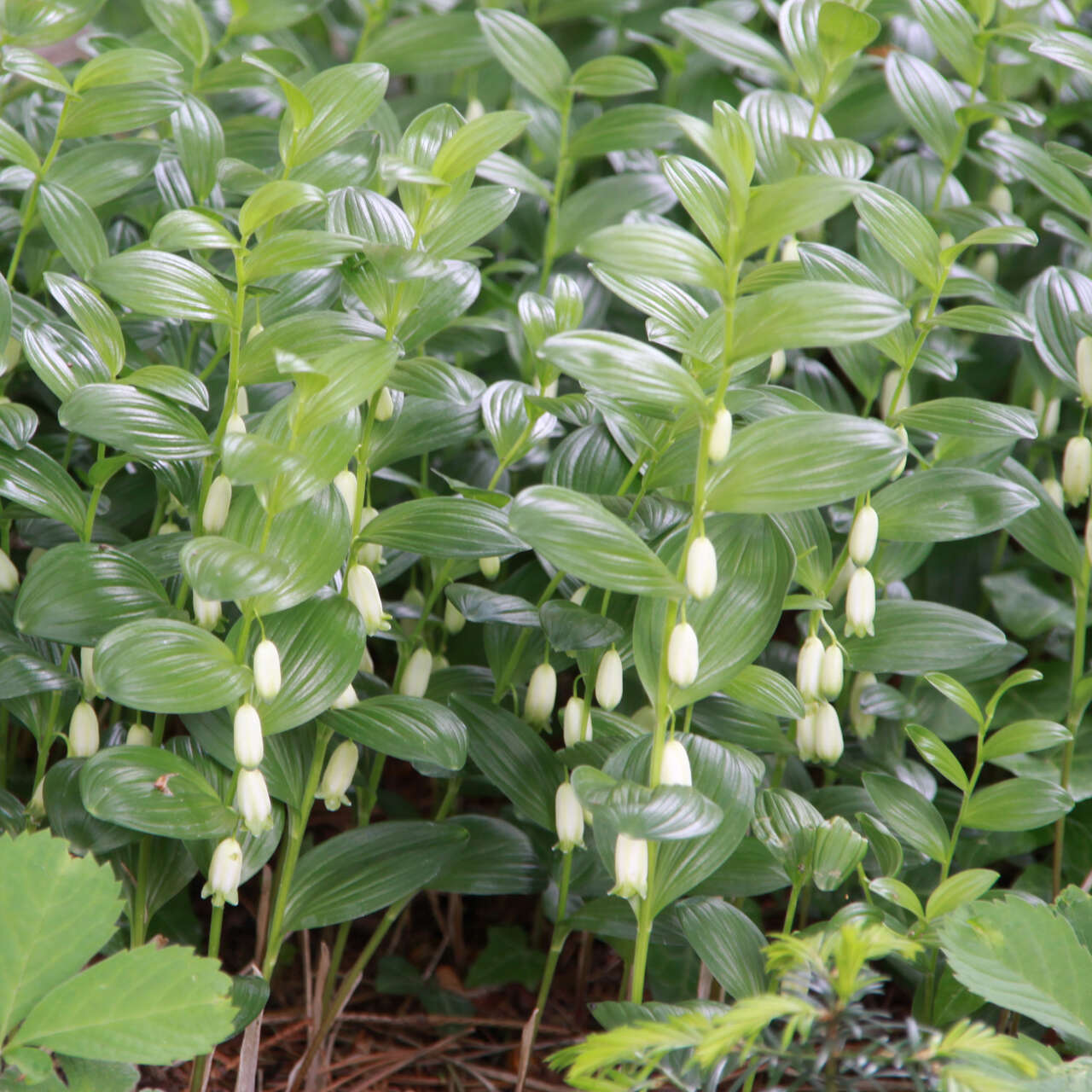 Zwerg-Salomonssiegel - Polygonatum humile - weiß