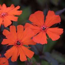 Lichtnelke - Lychnis arkwrightii - orange