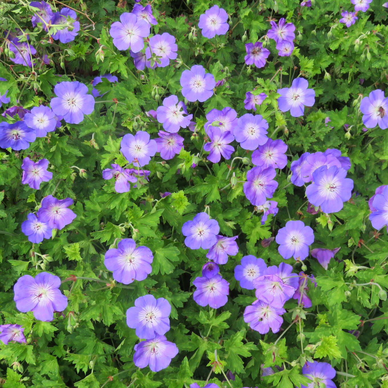 Storchschnabel - Geranium 'Sweet Heidy' - lila