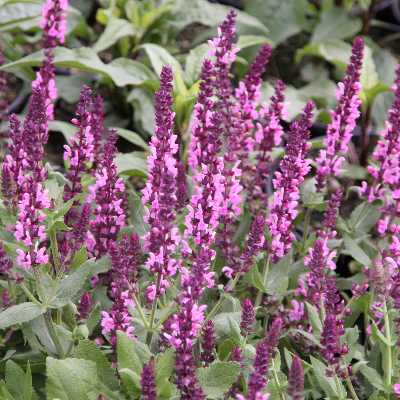 Ziersalbei - Salvia nemorosa 'Sensation Deep Rose Improved' - rosa