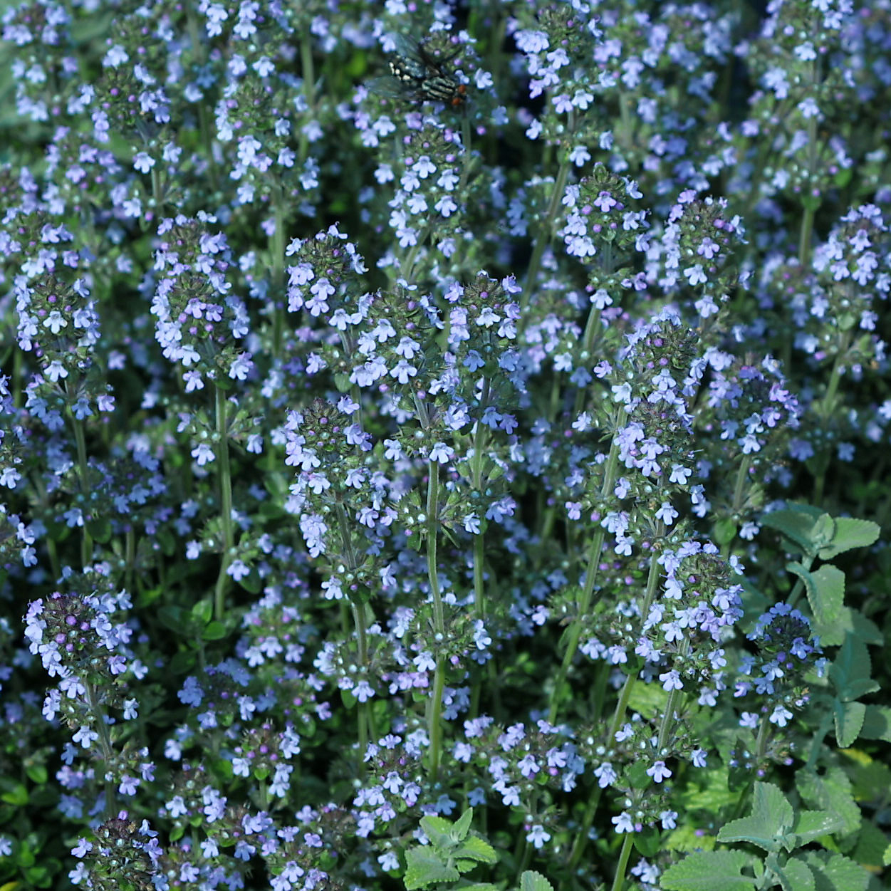 Zitronenthymian - Thymus citriodorus - lila