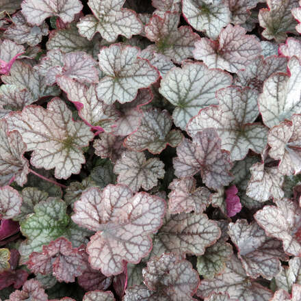 Zwerg-Purpurglöckchen - Heucherella 'Twilight' - weiß