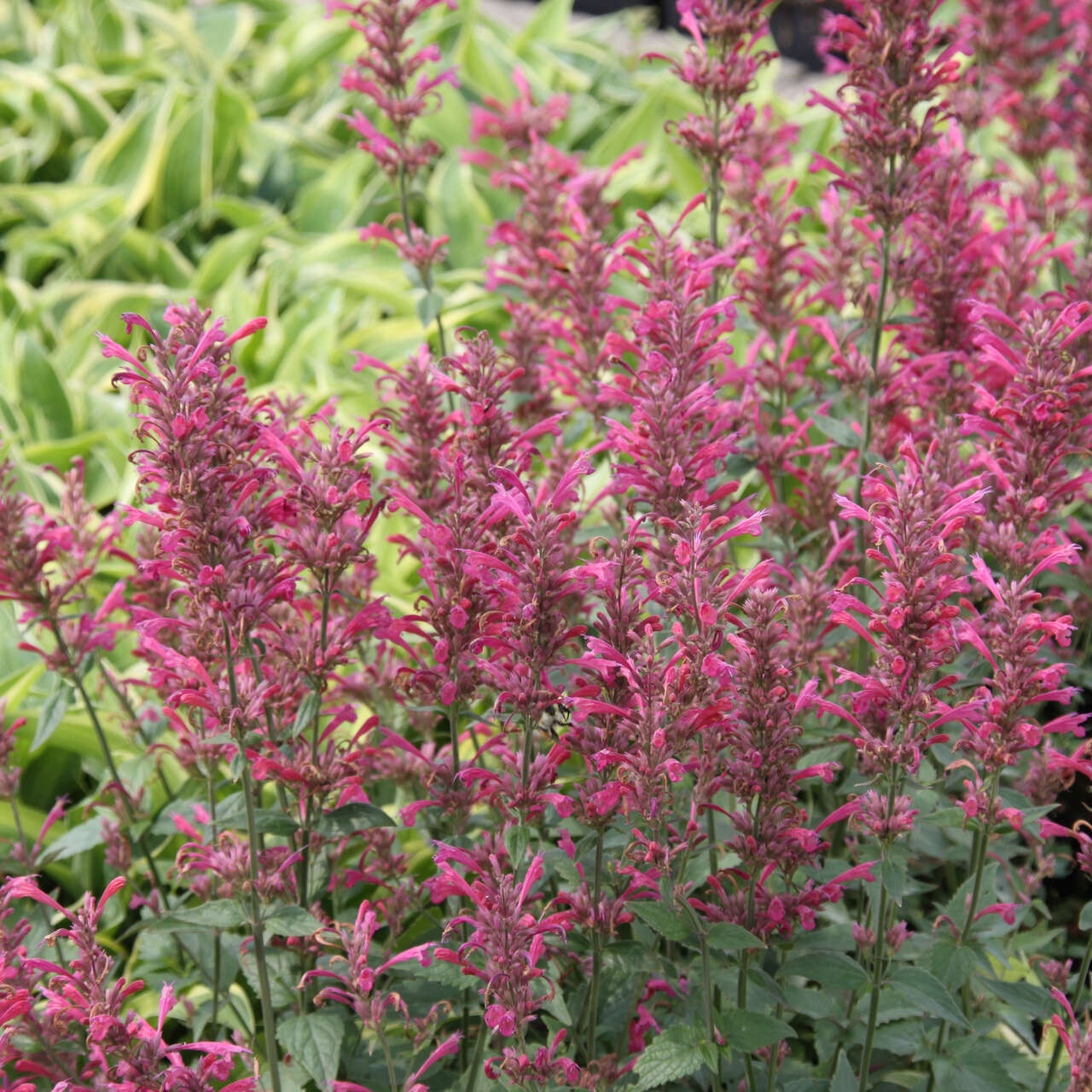 Anis - Ysop - Agastache 'Morello' - rot