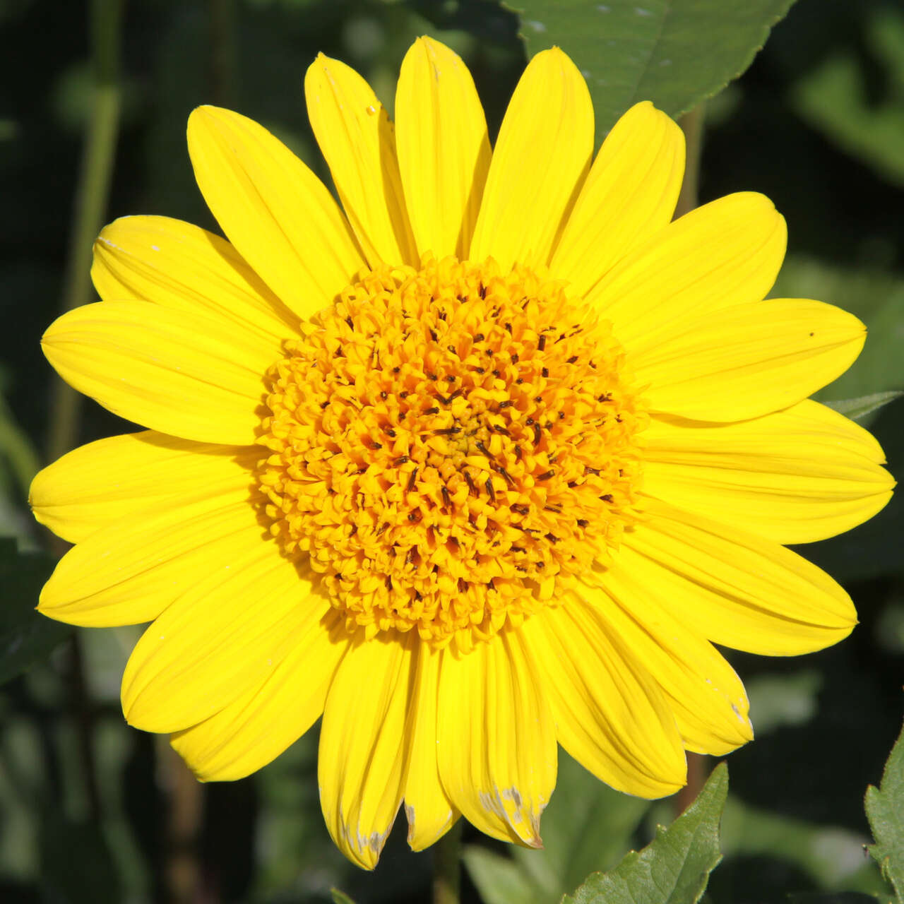Sonnenblume - Helianthus decapetalus 'Capenoch Star' - gelb