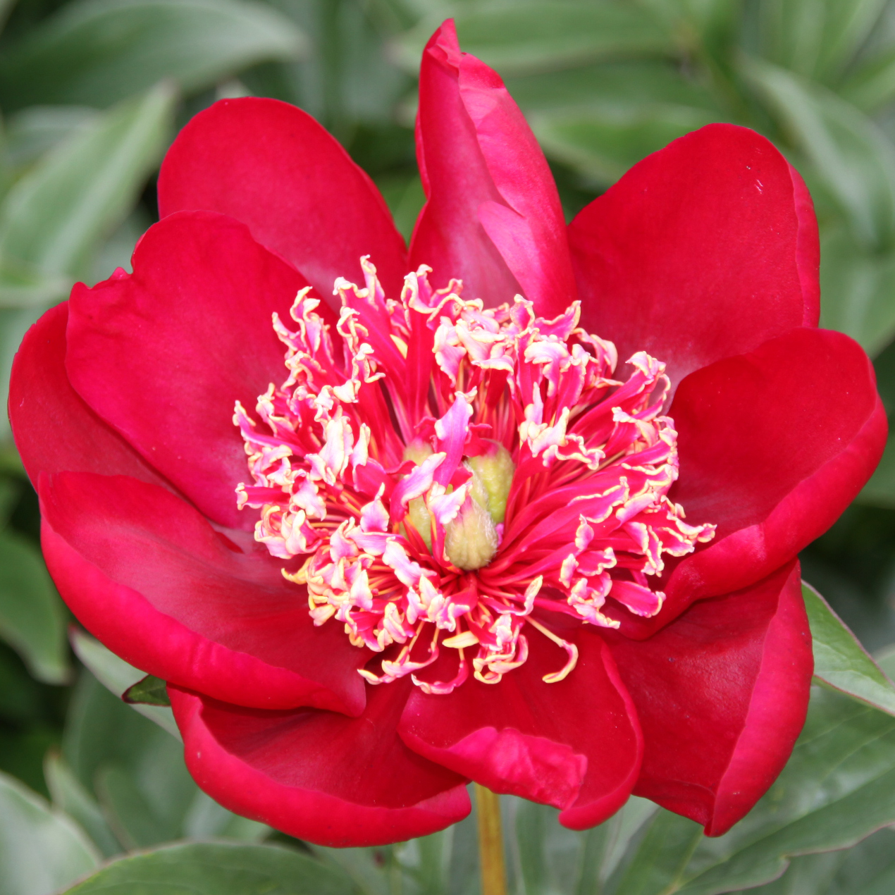 Pfingstrose - Paeonia lactiflora 'Nippon Beauty' - rot