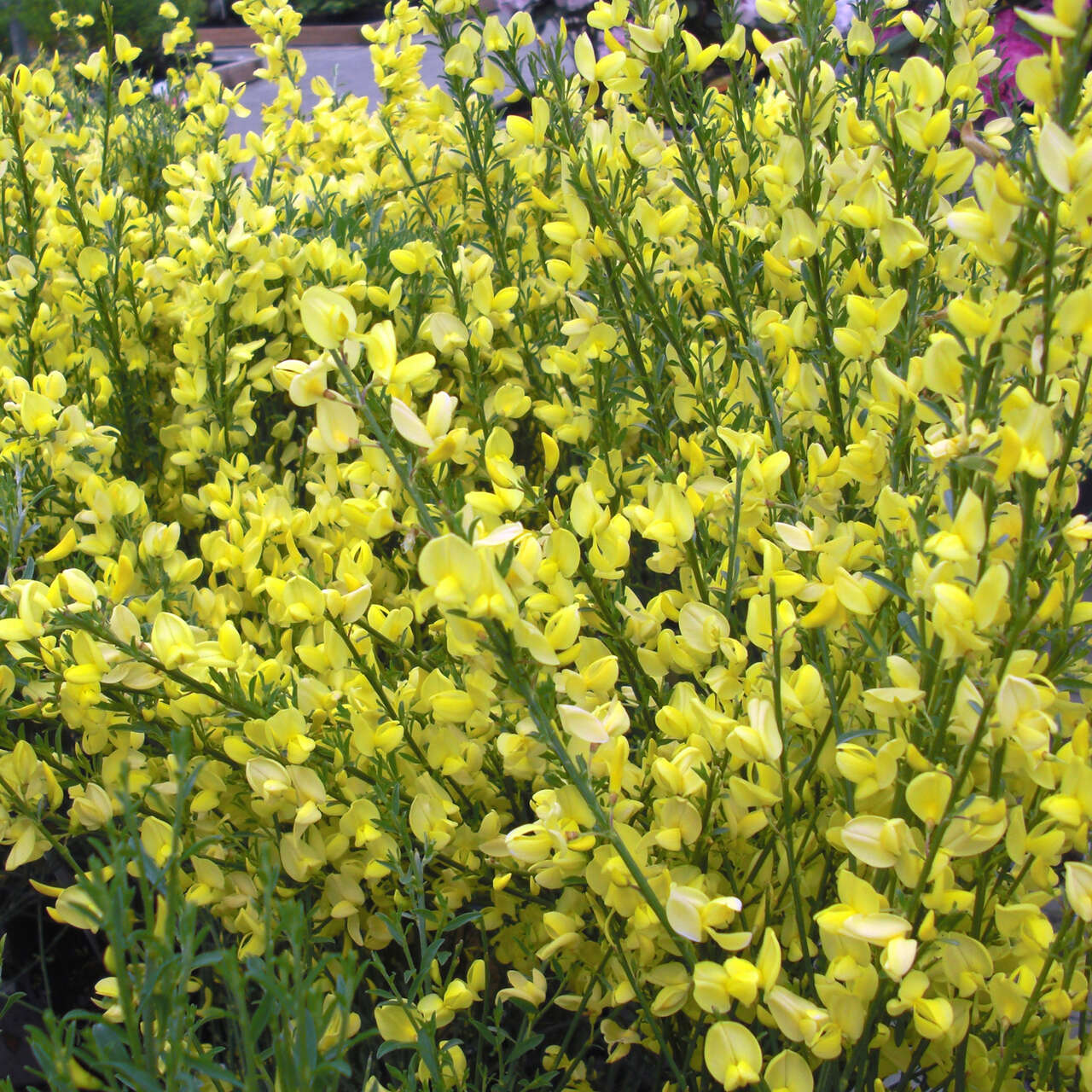 Ginster - Cytisus praecox 'Allgold' - gelb