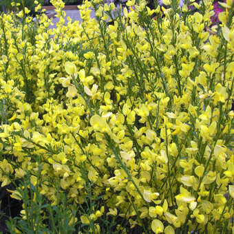 Ginster - Cytisus praecox 'Allgold' - gelb