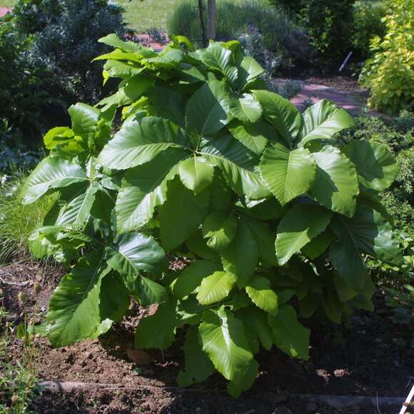 Pontische od. Armenische Eiche - Quercus pontica - grün