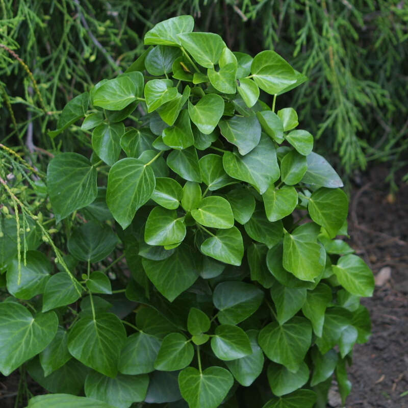 Strauchefeu - Hedera hibernica 'Arbori Compact' - gelb