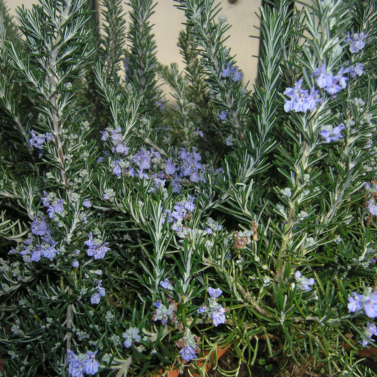 Hängerosmarin - Rosmarinus officinalis 'Repens' - blau