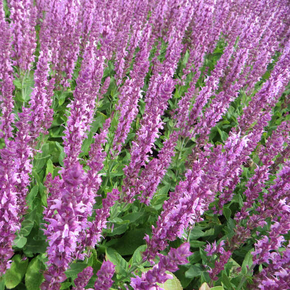 Ziersalbei - Salvia nemorosa 'Sensation Deep Rose Improved' - rosa