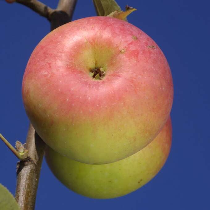 Winterapfel - Malus domestica 'Ontario' - weiß