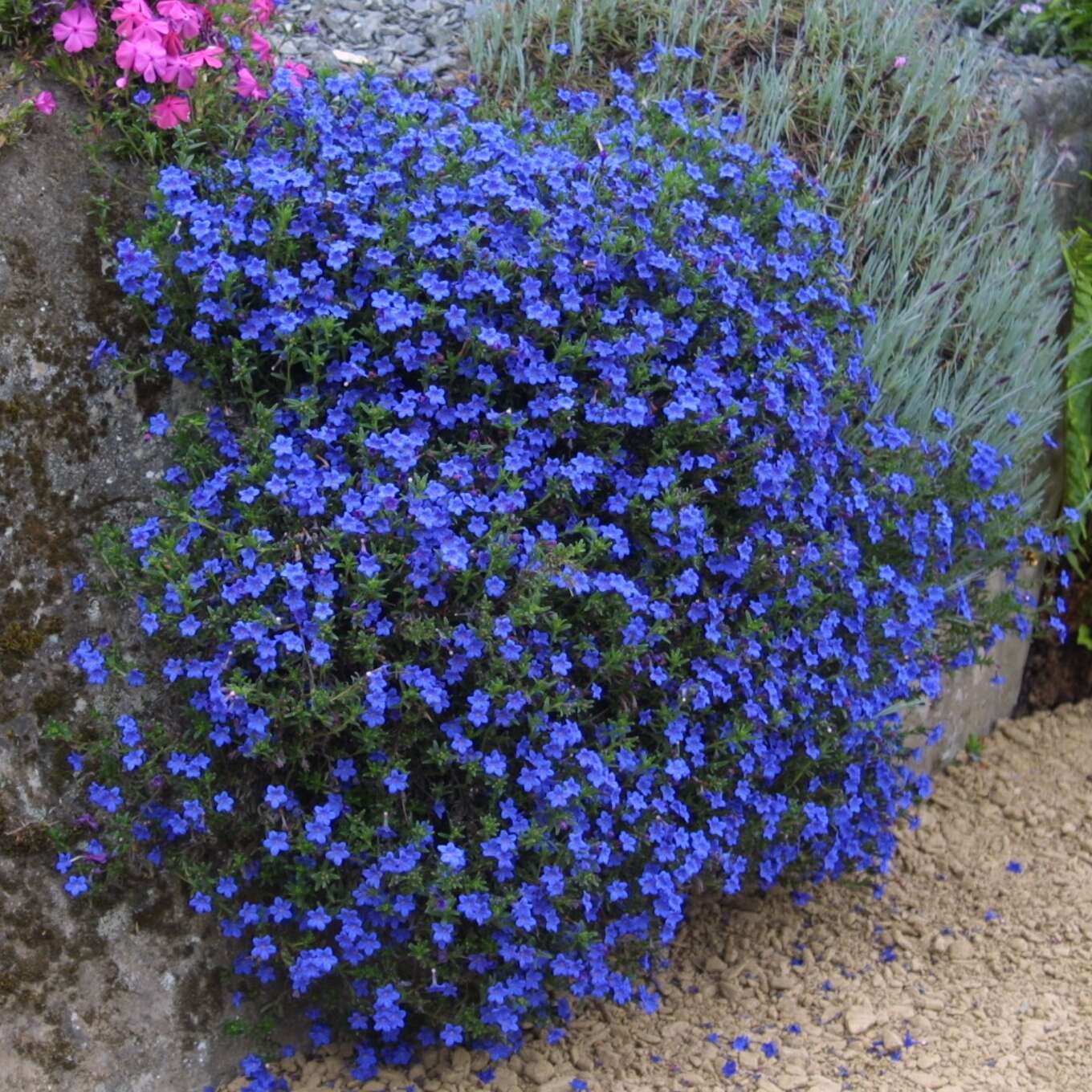 Steinsame - Lithodora diffusa 'Heavenly Blue' (Syn. Glandora) - blau