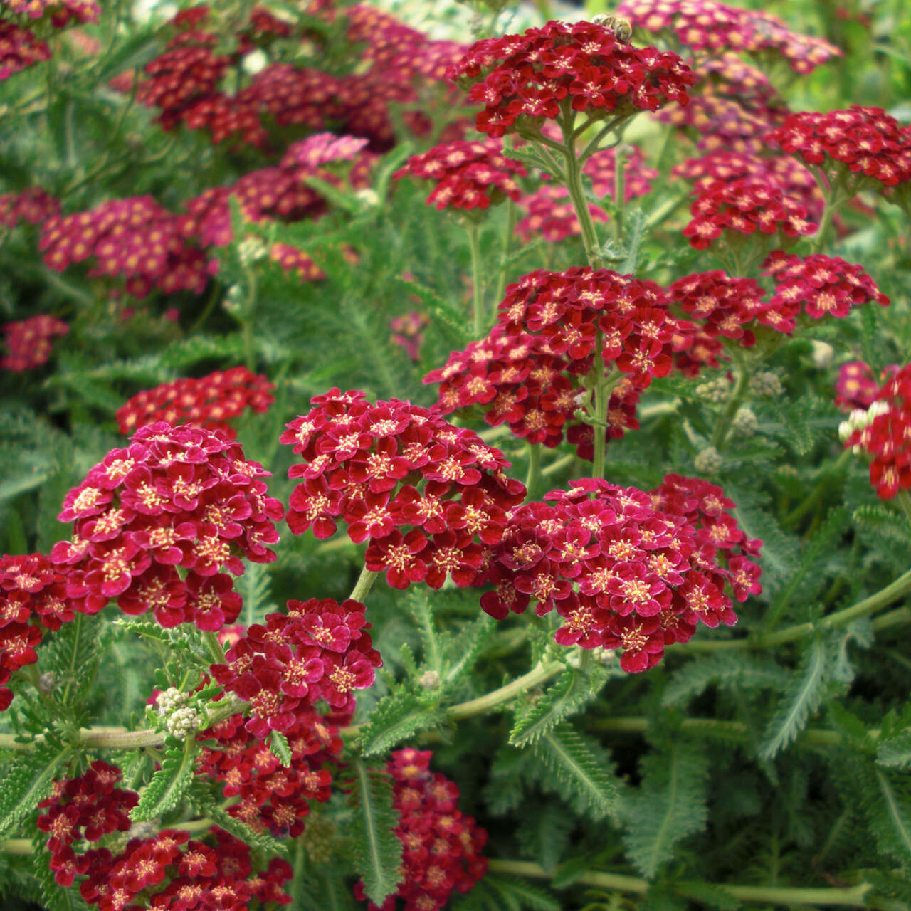 Schafgarbe - Achillea millefolium 'Red Velvet' - rot