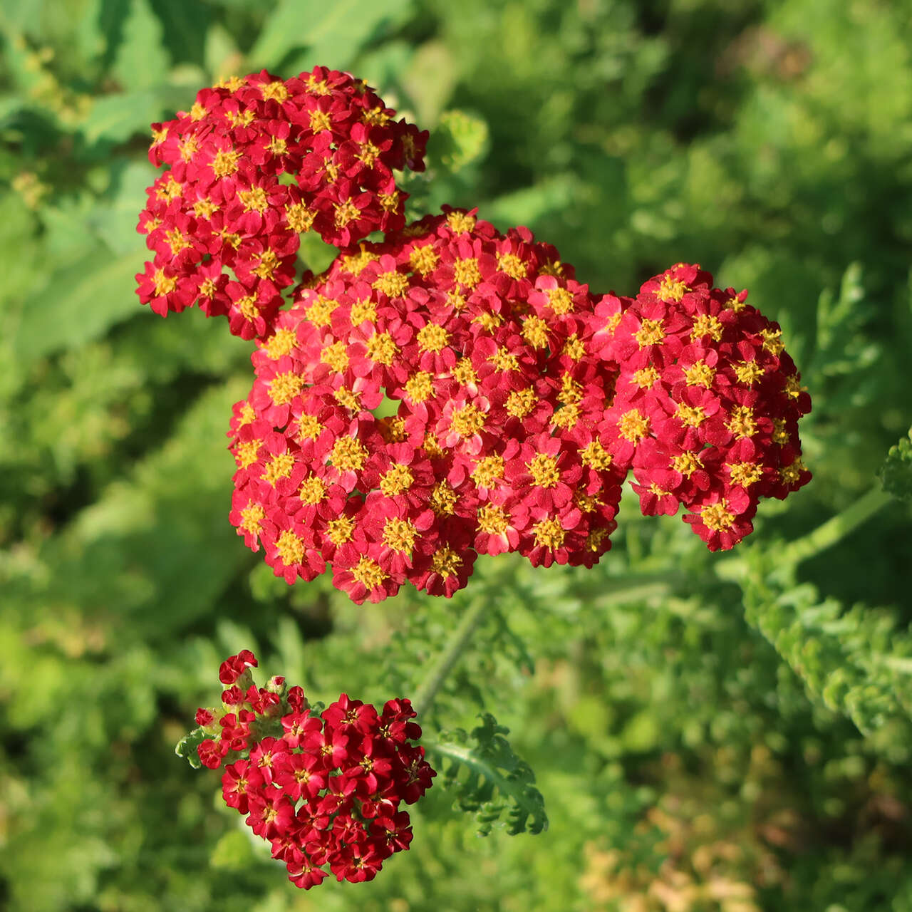 Schafgarbe - Achillea millefolium 'Red Desert Eve' - rot