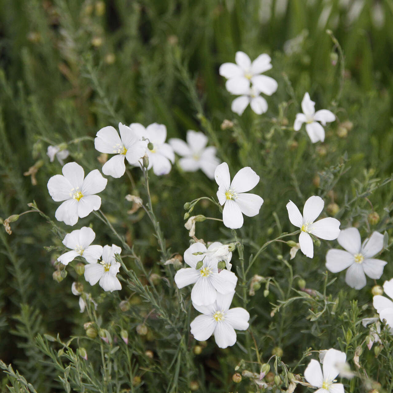 Weißer Lein - Linum perenne 'Album' - weiß