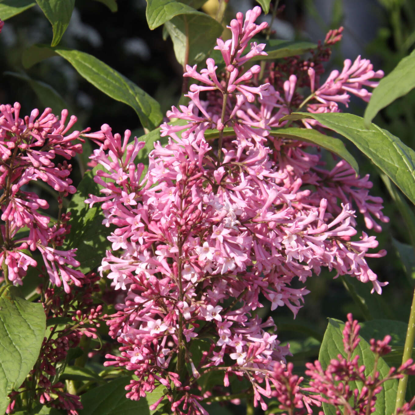 Juniflieder - Syringa prestoniae 'James MacFarlane' - rosa