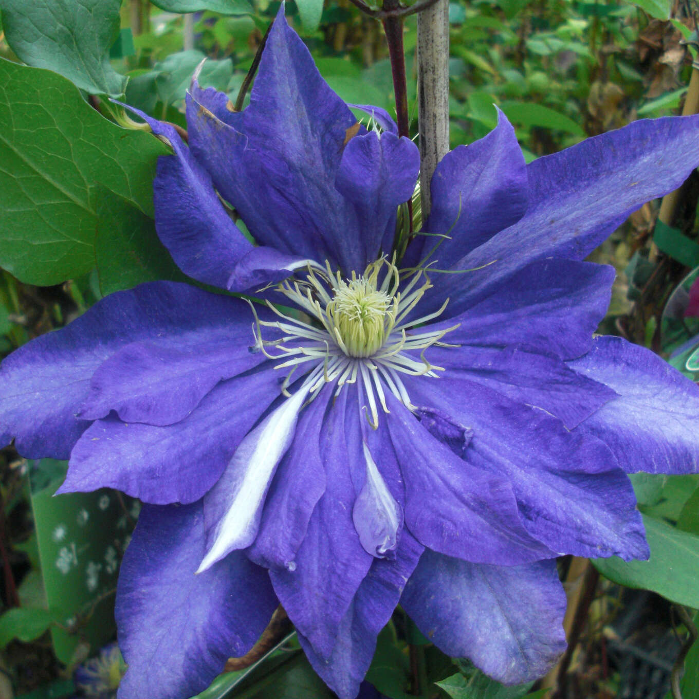 Waldrebe, Großblumige Garten-Clematis - Clematis 'Daniel Deronda' - blau