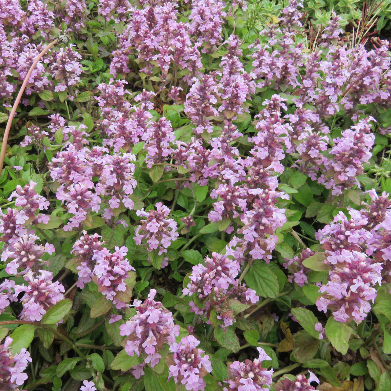 Günsel - Ajuga reptans 'Rosea' - rosa