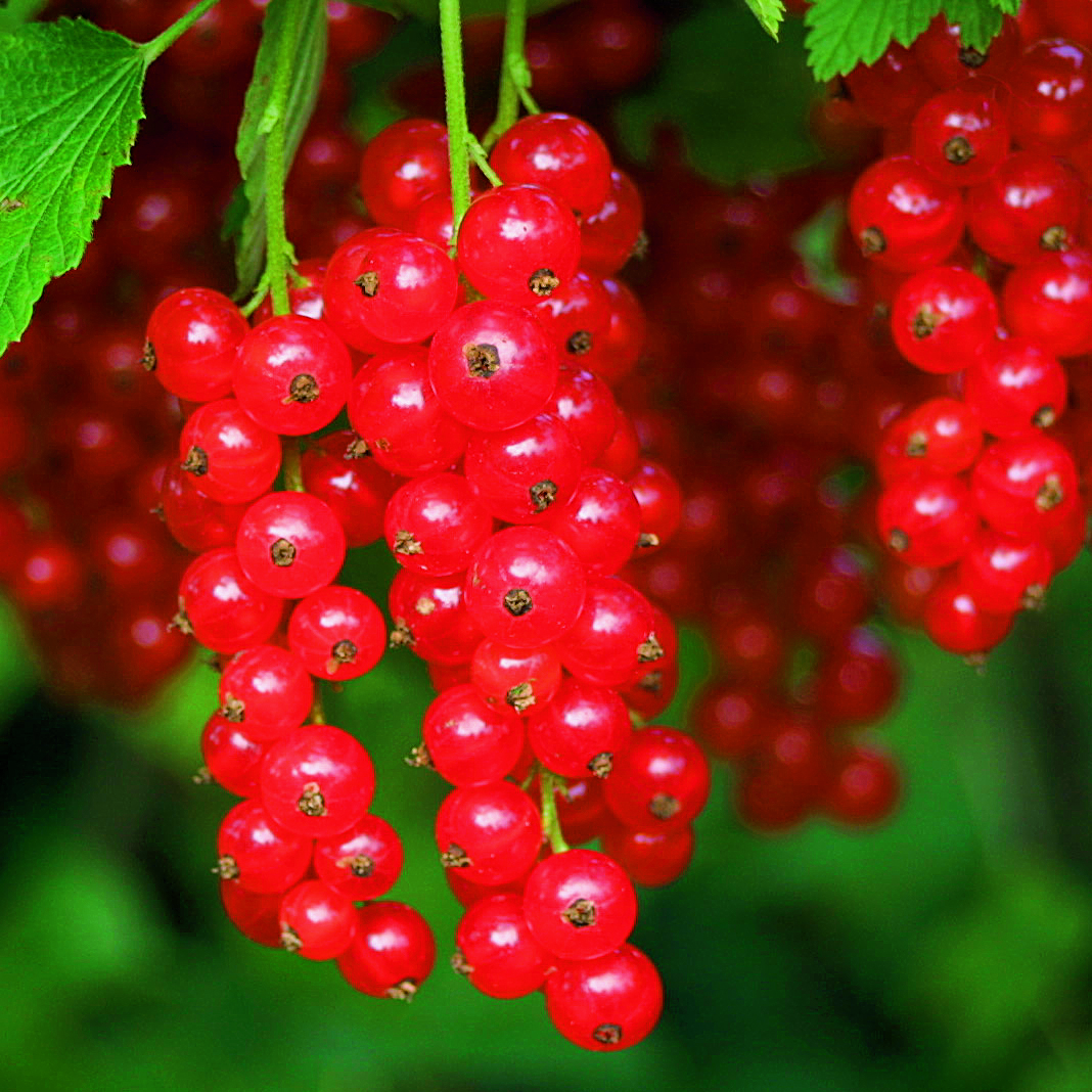 Rote Ribisel - Ribes rubrum 'Rolan' - weiß