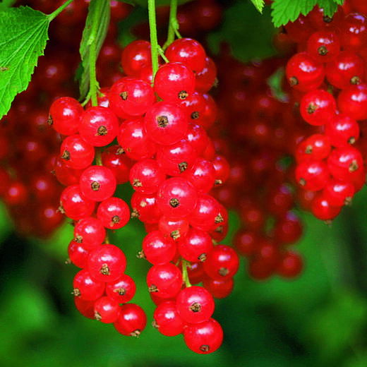 Rote Ribisel - Ribes rubrum 'Jonkheer van Tets' - weiß