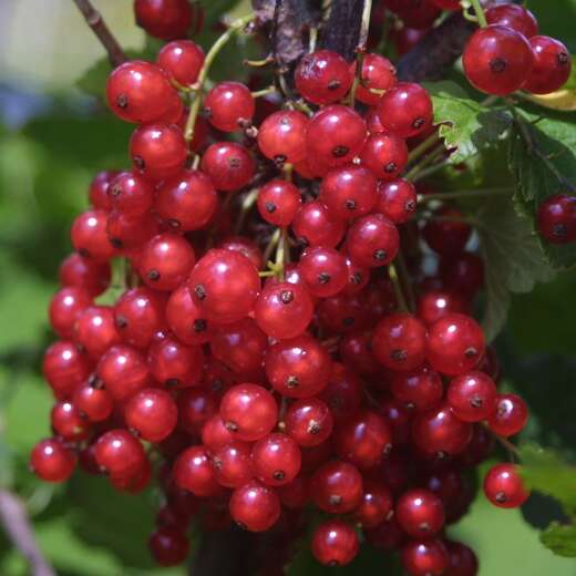 Rote Ribisel - Ribes rubrum 'Rovada' - weiß