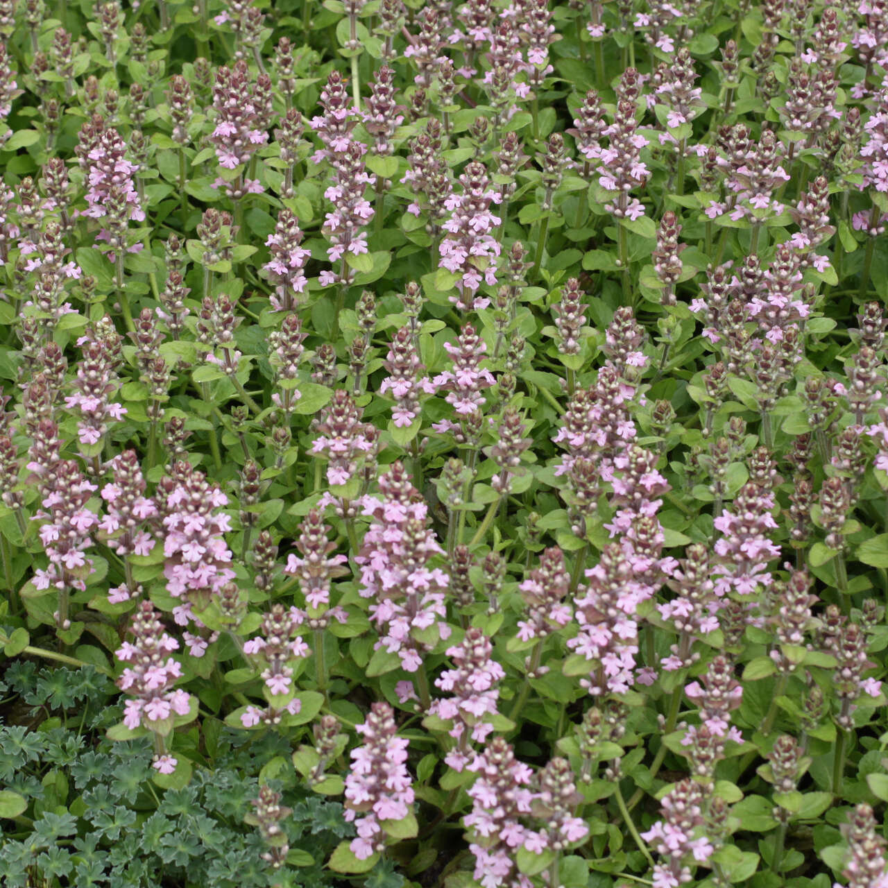 Günsel - Ajuga reptans 'Rosea' - rosa