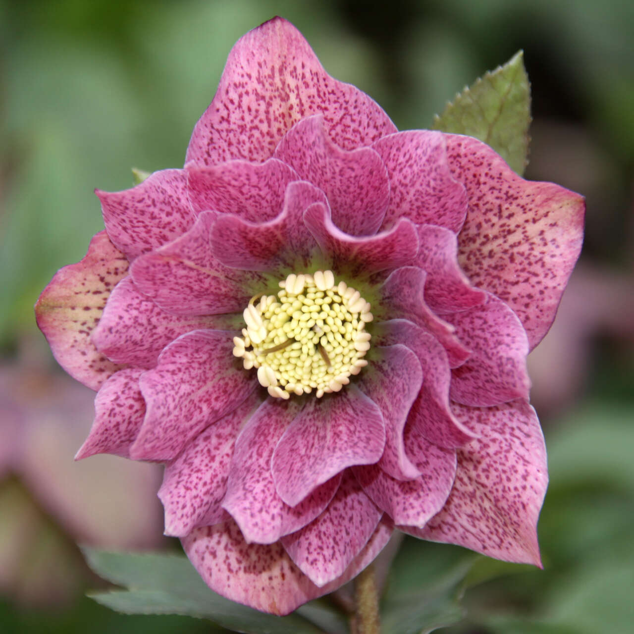 Kaukasus-Schneerose - Helleborus orientalis 'Spring Wonder' - rosa