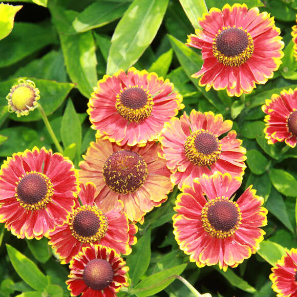 Sonnenbraut - Helenium 'Bandera' - gelb, rot, mehrfärbig