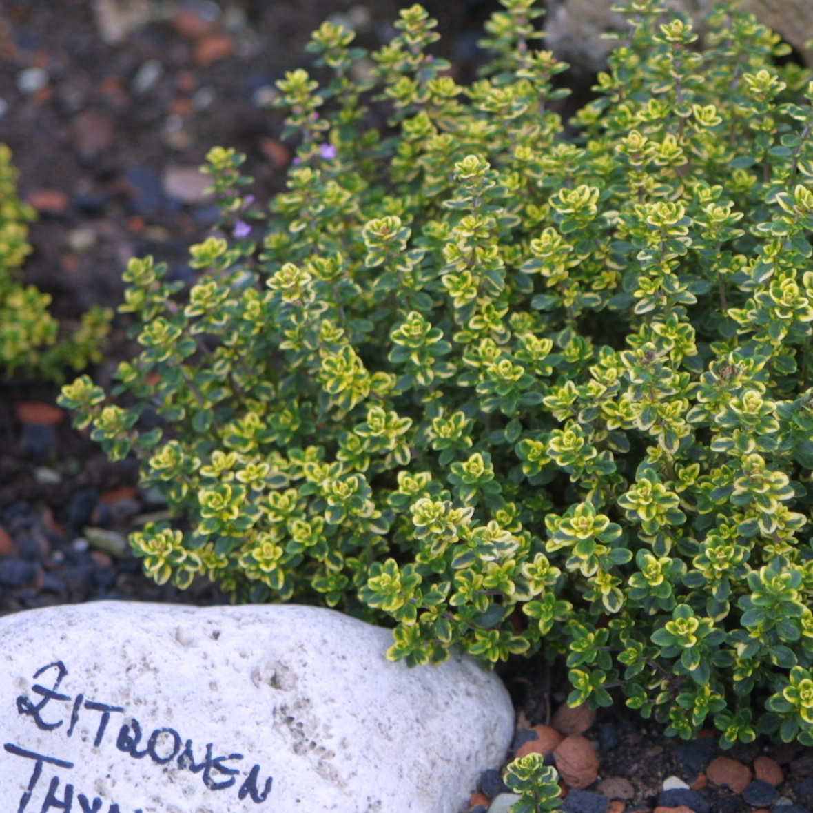 Zitronenthymian - Thymus citriodorus 'Bertram Anderson' - lila