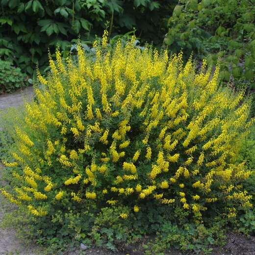 Kriechginster - Cytisus decumbens - gelb
