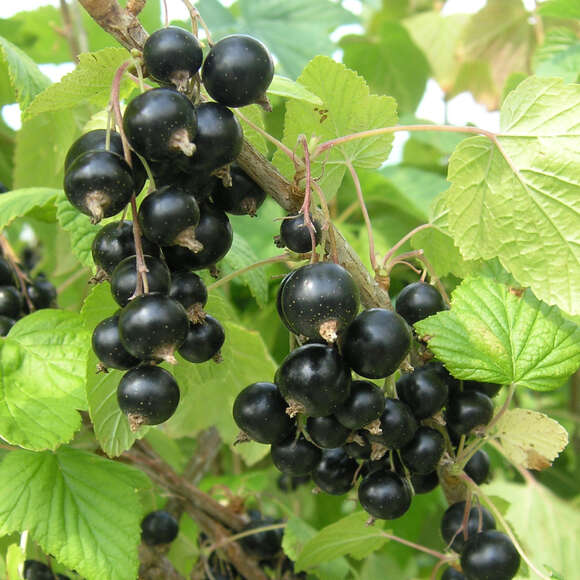 Schwarze Ribisel - Ribes nigrum 'Titania' - weiß