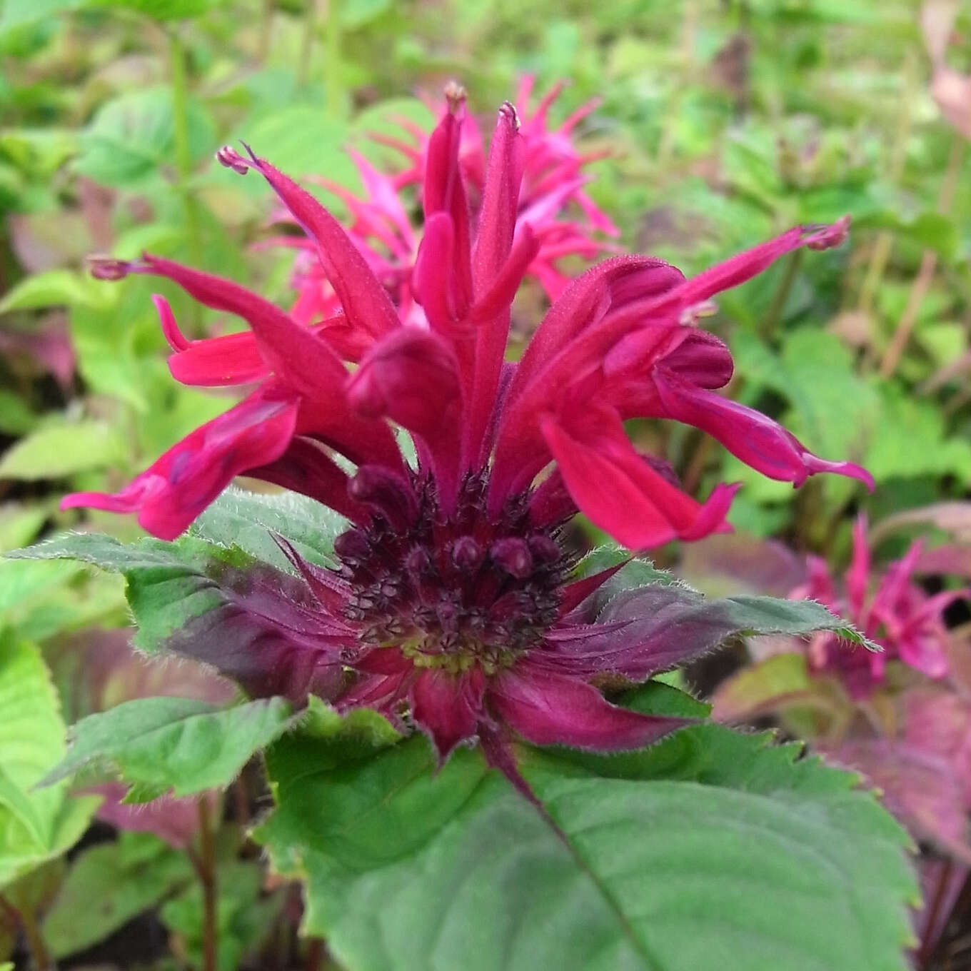 Indianernessel - Monarda 'Fireball' - rot