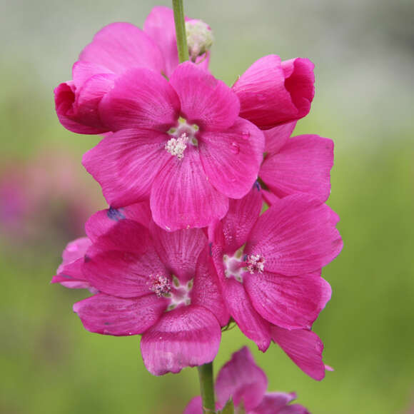 Präriemalve - Sidalcea oregana 'Brilliant' - rot