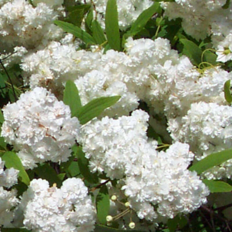 Gefülltblühende Brautspiere - Spiraea cantoniensis 'Lanceata' - weiß