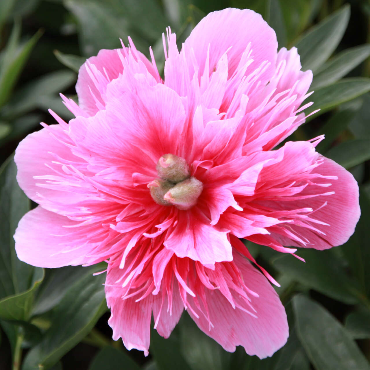Bauernpfingstrose - Paeonia officinalis 'Rosea Plena' - rosa