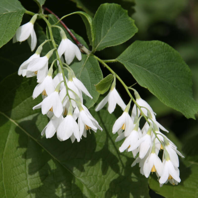 Rundblättriger Storaxbaum - Styrax obassia - weiß
