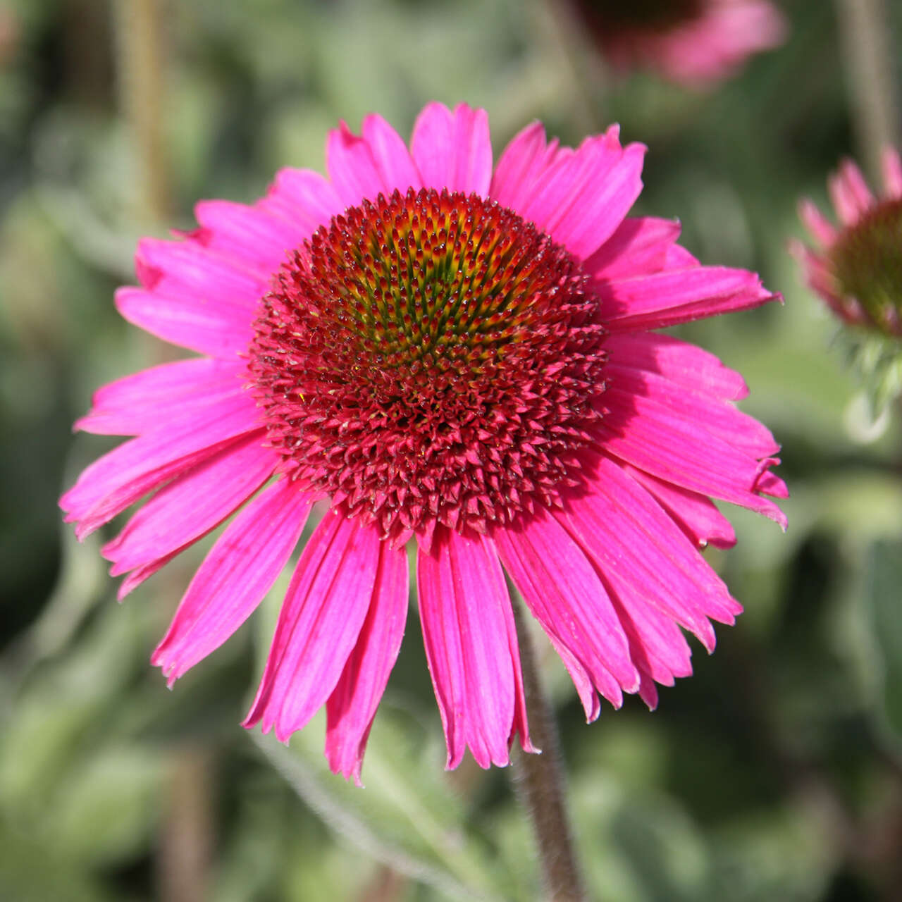 Sonnenhut - Echinacea purpurea 'Delicious Candy' - rosa